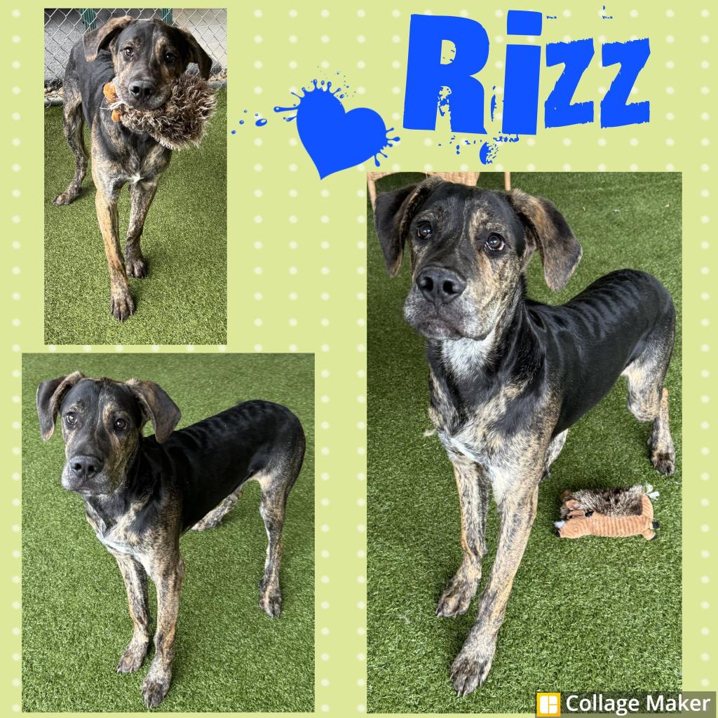 Adoptable Pet of the Week–Rizz – Sunny 106 FM