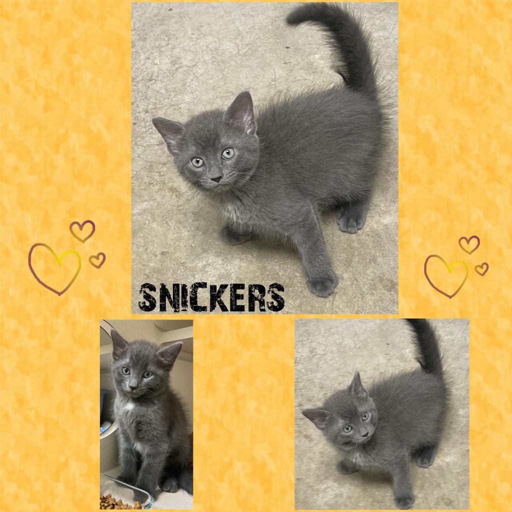 Adoptable Pet of the Week-Snickers-9/9/2024 – Sunny 106 FM
